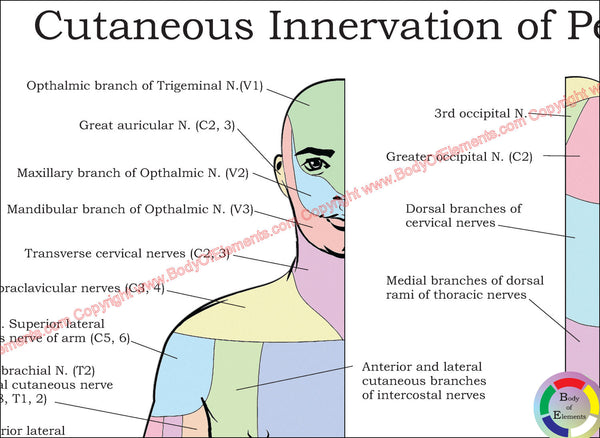 Cutaneous Innervation of Peripheral Nerves Poster – Body of Elements