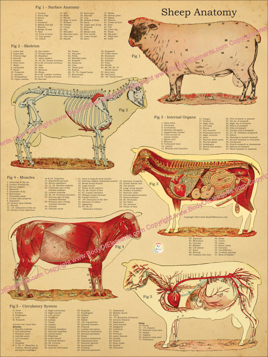 Sheep Anatomy Atlas Poster – Body of Elements