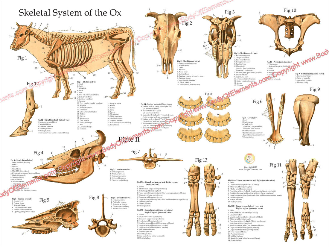 Cow Skeletal Bones Anatomy Poster 18" X 24" – Body of Elements