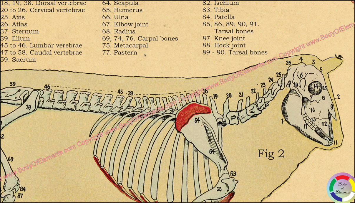 Sheep Anatomy Atlas Poster – Body of Elements