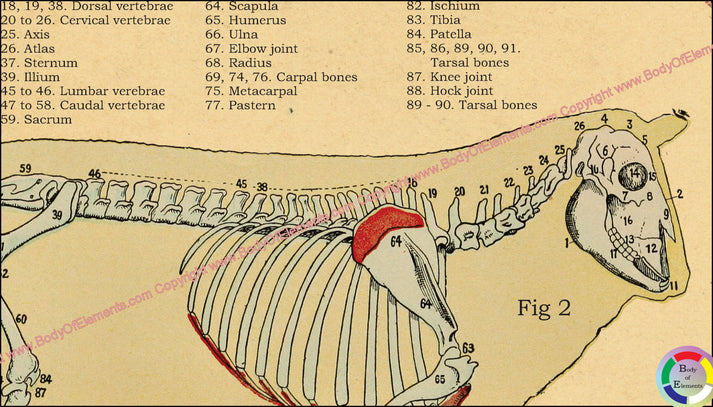 Sheep Anatomy Atlas Poster – Body of Elements