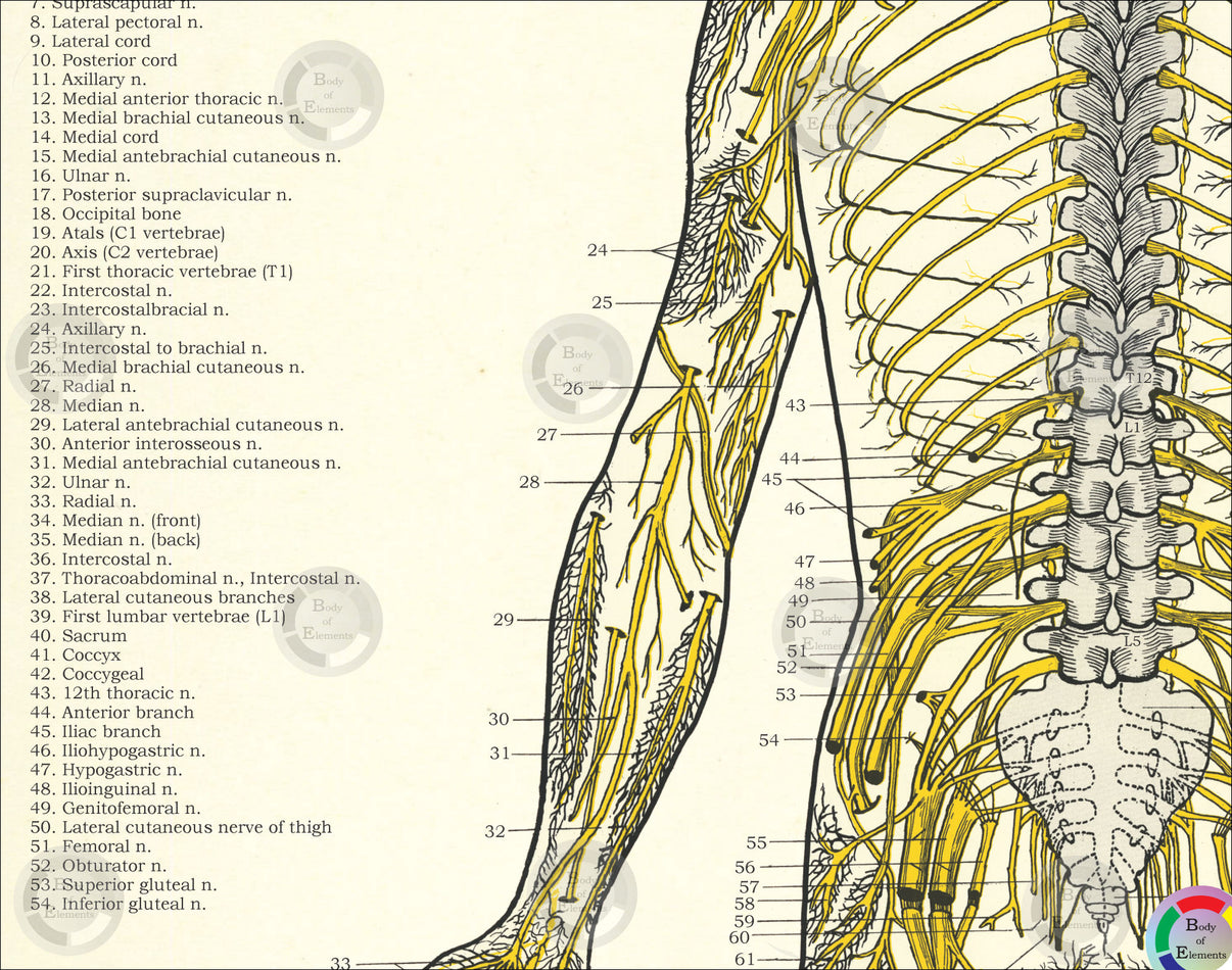 Spinal Nerves Nervous System Anatomy Poster Set – Body of Elements