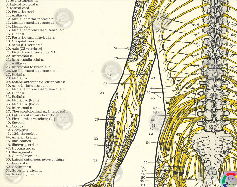 Spinal Nerves Nervous System Anatomy Poster Set – Body of Elements