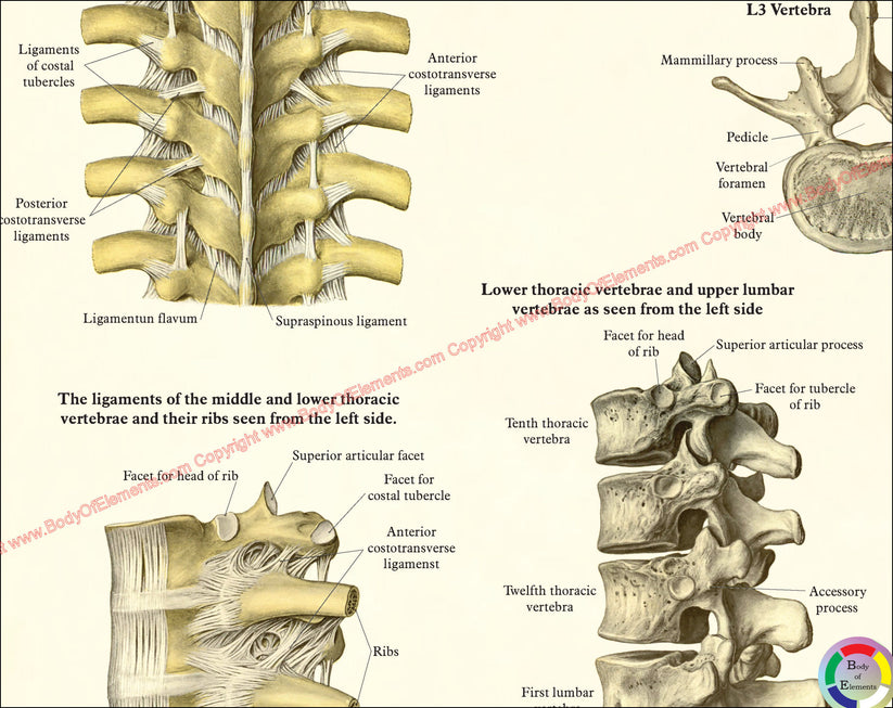 Human Spine and Vertebrae Anatomy Posters – Body of Elements