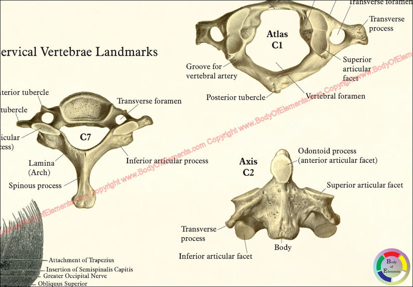 Human Spine and Vertebrae Anatomy Posters – Body of Elements