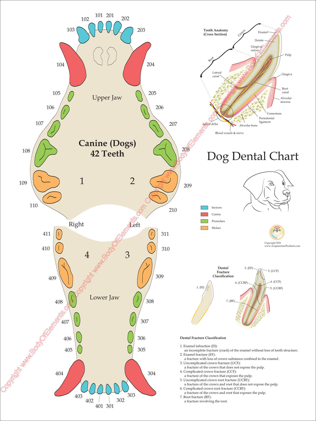 Dog Veterinary Dental Numbering Poster 18" X 24" – Body of Elements
