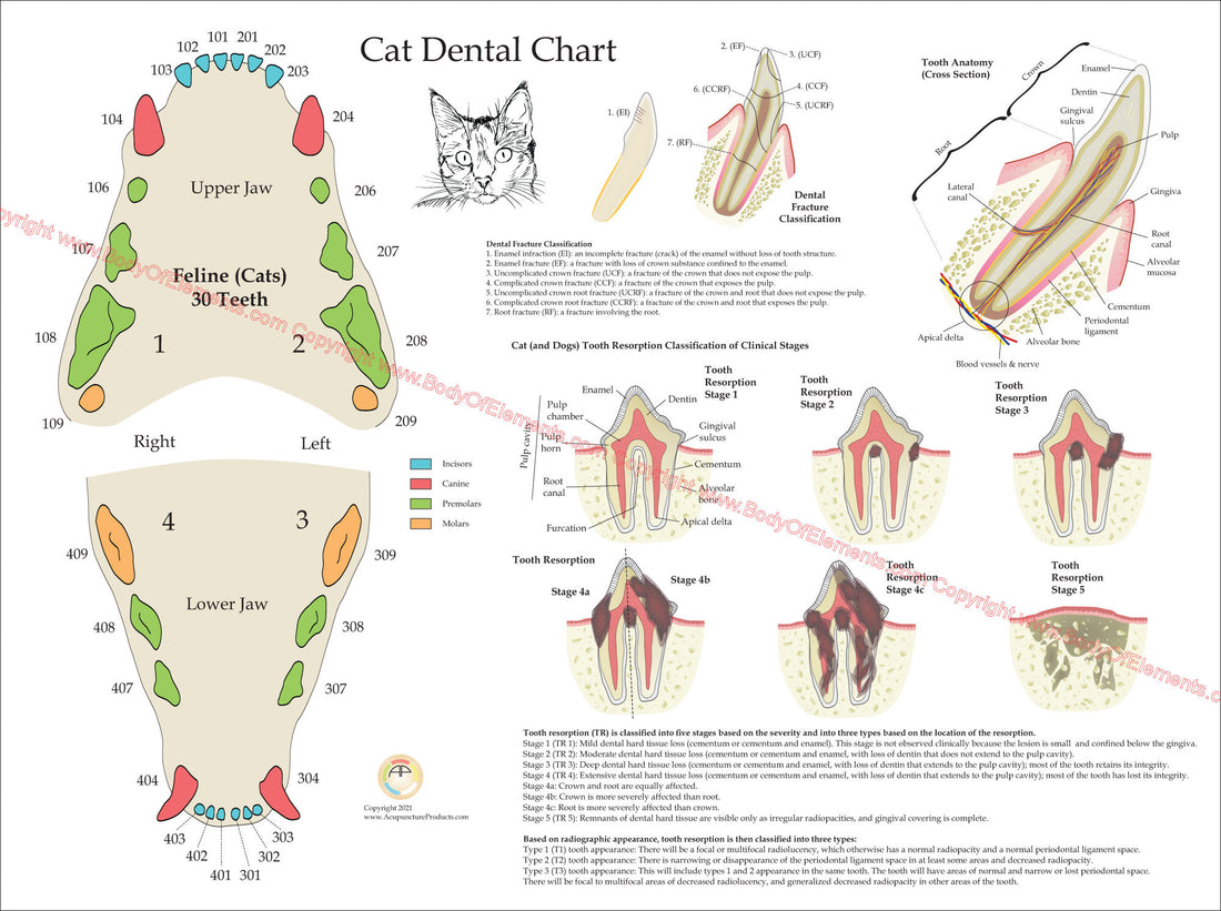 Cat Veterinary Dental Anatomy Poster 18" X 24" – Body of Elements