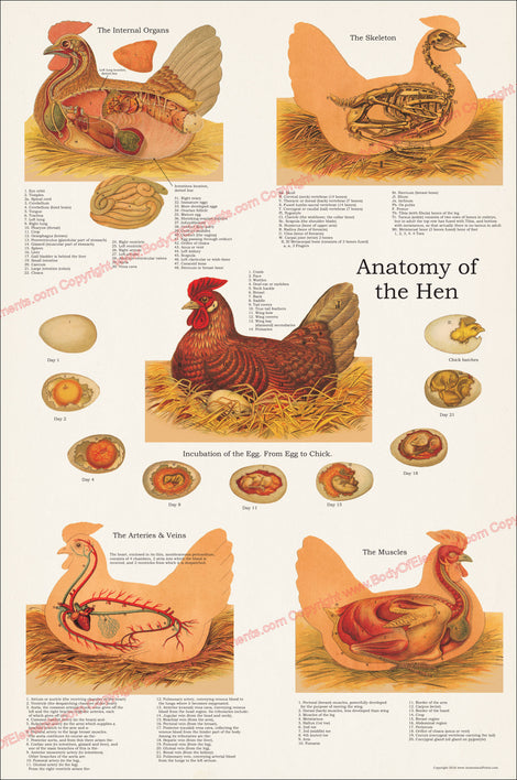 Chicken Anatomy Posters – Body of Elements