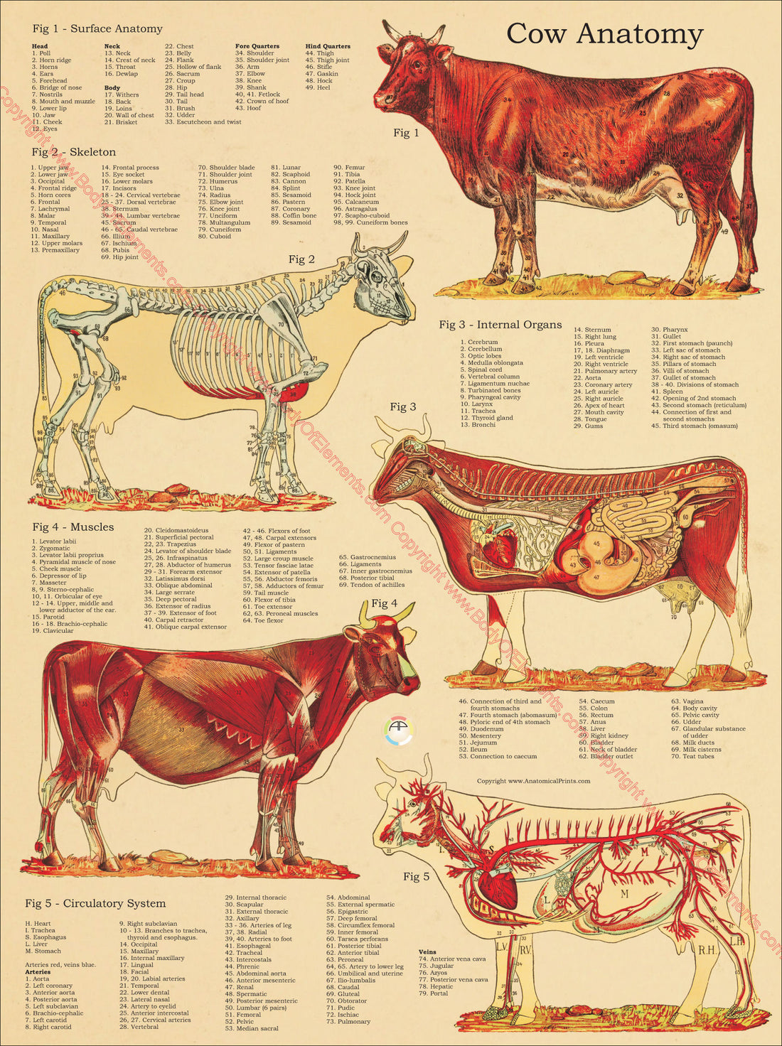 Cow Anatomy Atlas Poster – Body of Elements