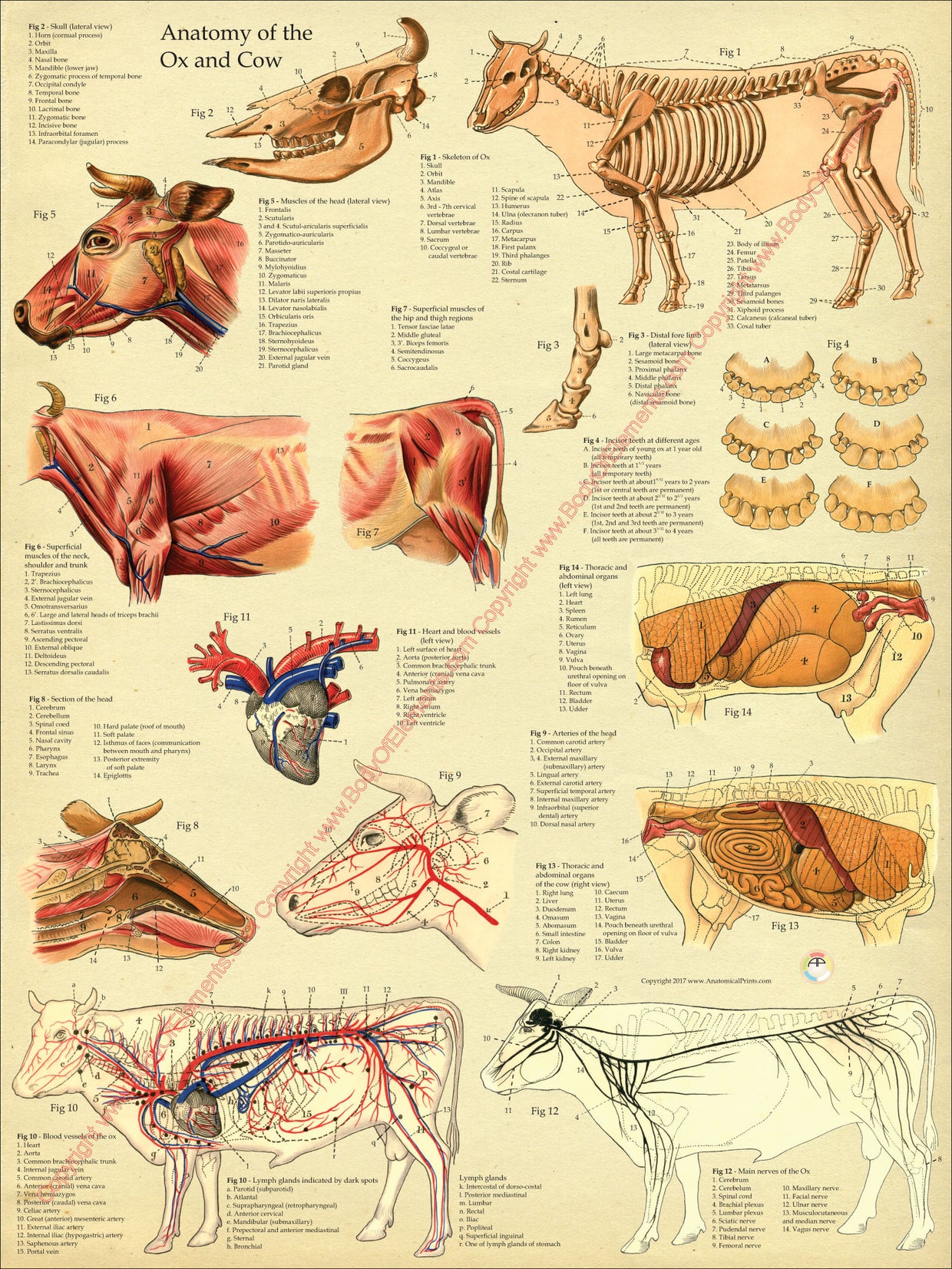 Cow Anatomy Posters – Body of Elements