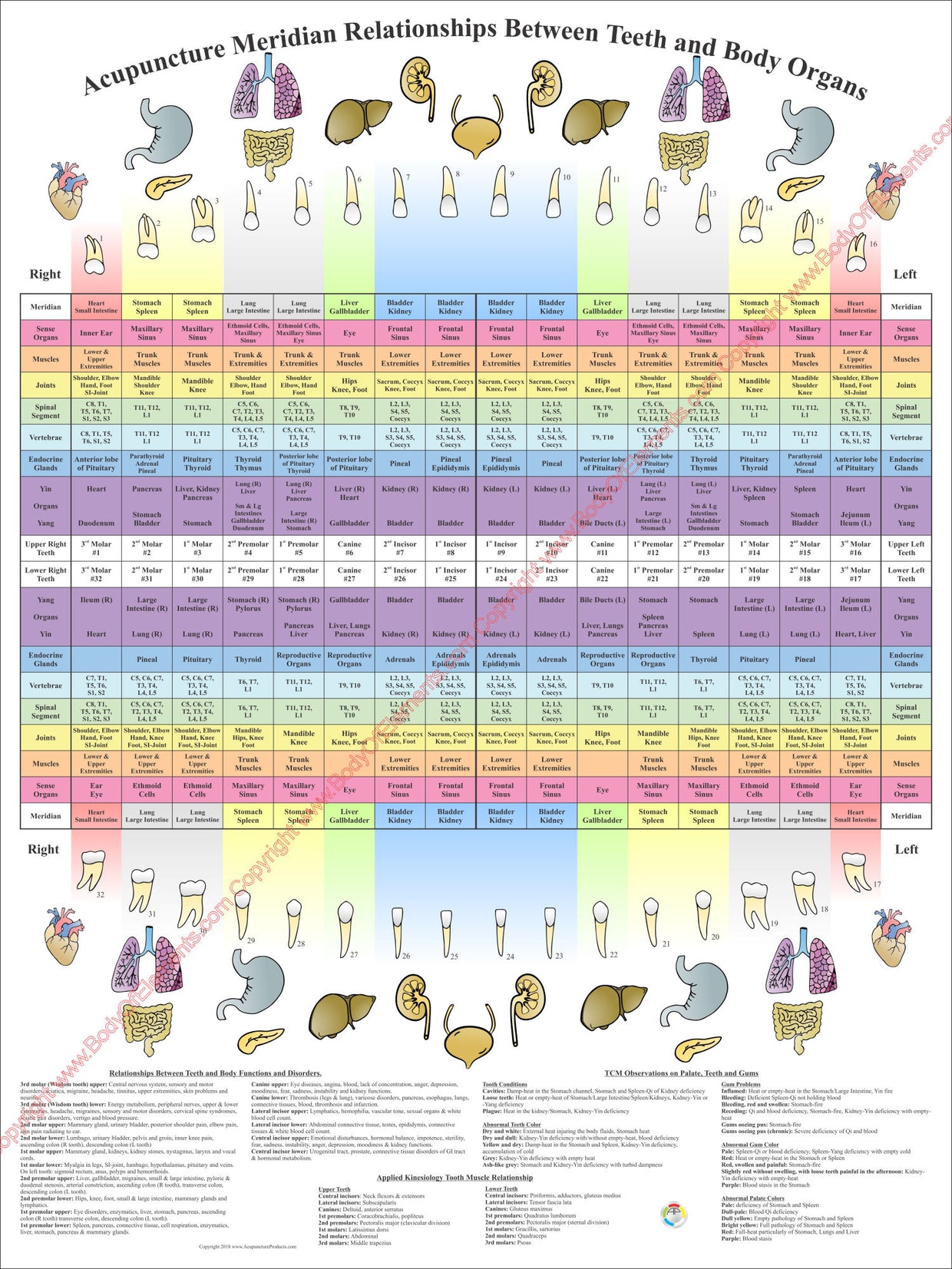 Acupuncture Posters – Body of Elements