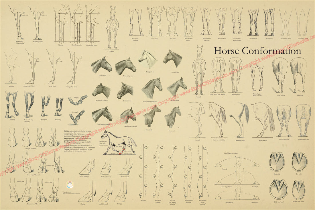 Horse Equine Conformation Poster – Body of Elements