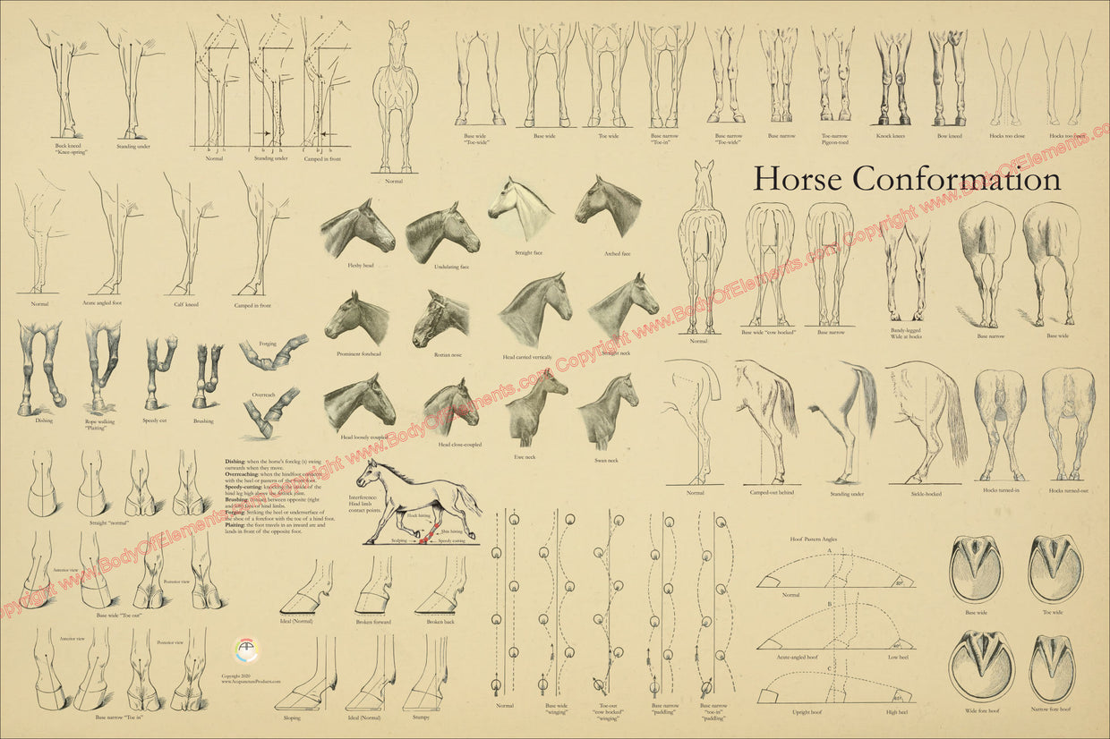 Horse Anatomy Posters – Body of Elements