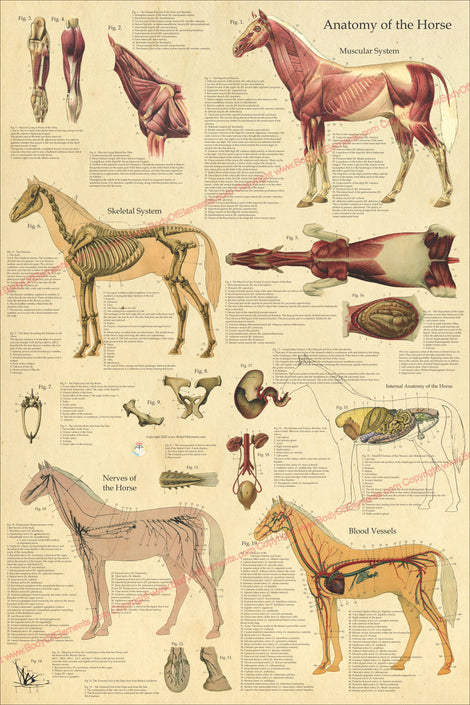 Veterinary Anatomy Posters – Body of Elements