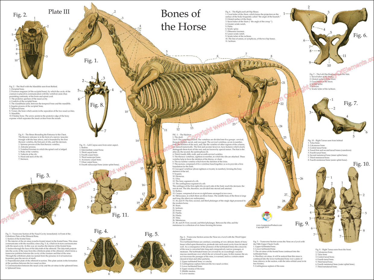Horse Anatomy Posters – Body of Elements