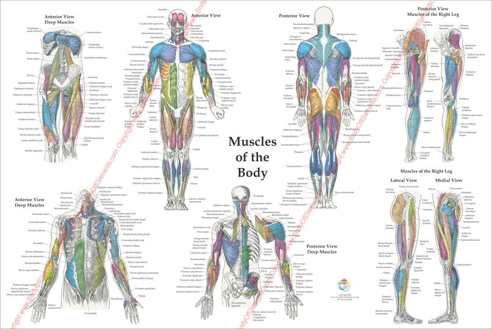 Muscle Anatomy Poster Anterior Posterior Deep Layers 24 X 36 – Body of ...