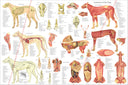 Dog Anatomy Poster 24" X 36" – Body of Elements
