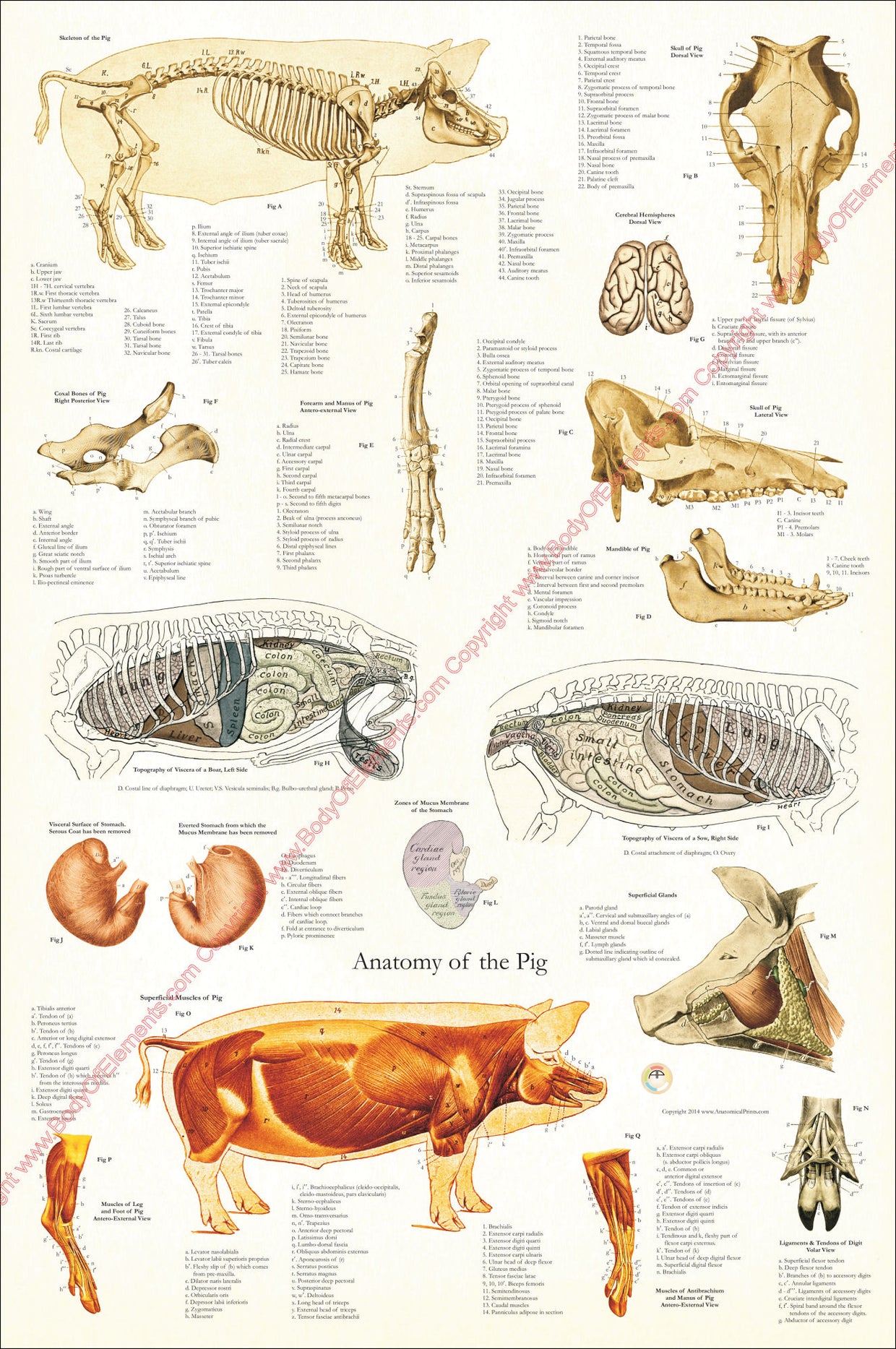 Pig Anatomy Posters – Body of Elements