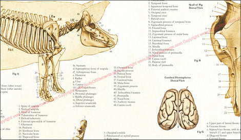 Pig Anatomy Posters – Body of Elements